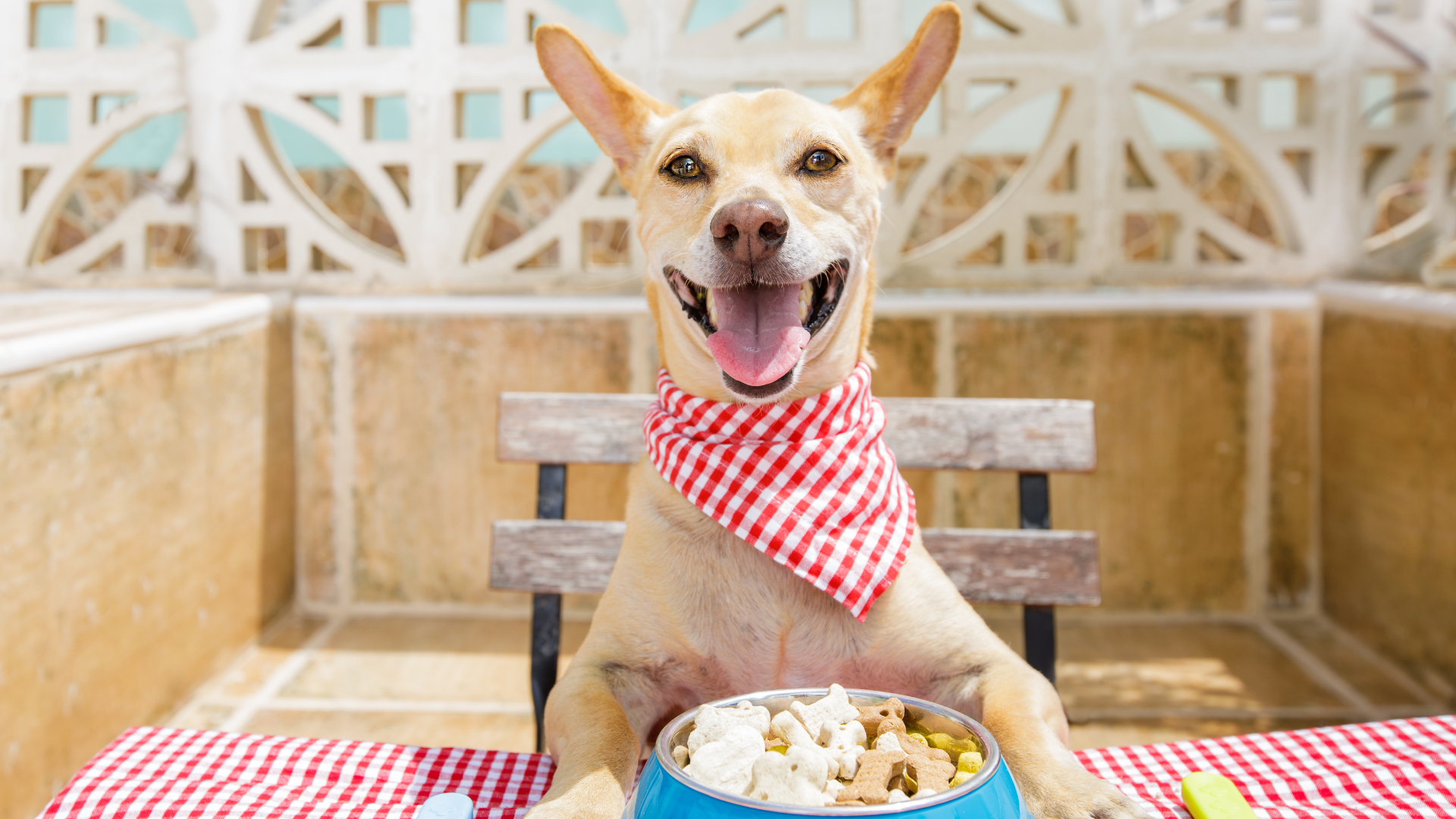 Dog-Friendly Restaurants US Directory | Dog Friendly Destos